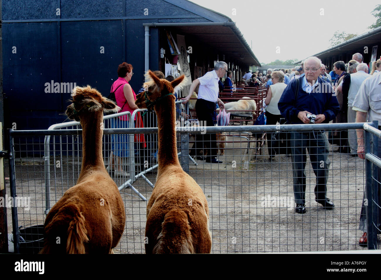 Lama being shown at the rhs autumn flower show malvern worcestershire ...
