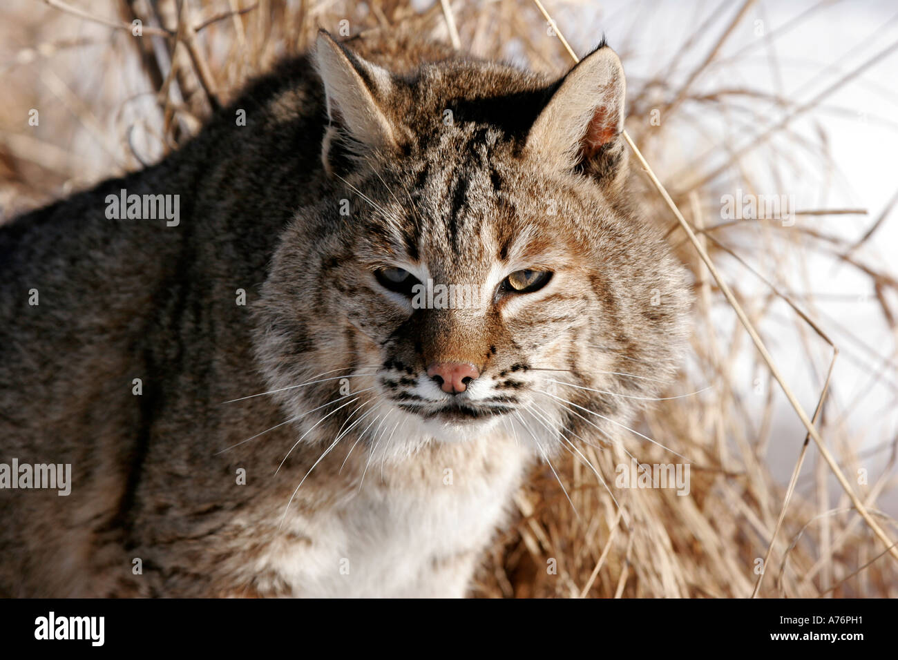 North American Bobcat sitting among the marsh grasses Stock Photo - Alamy