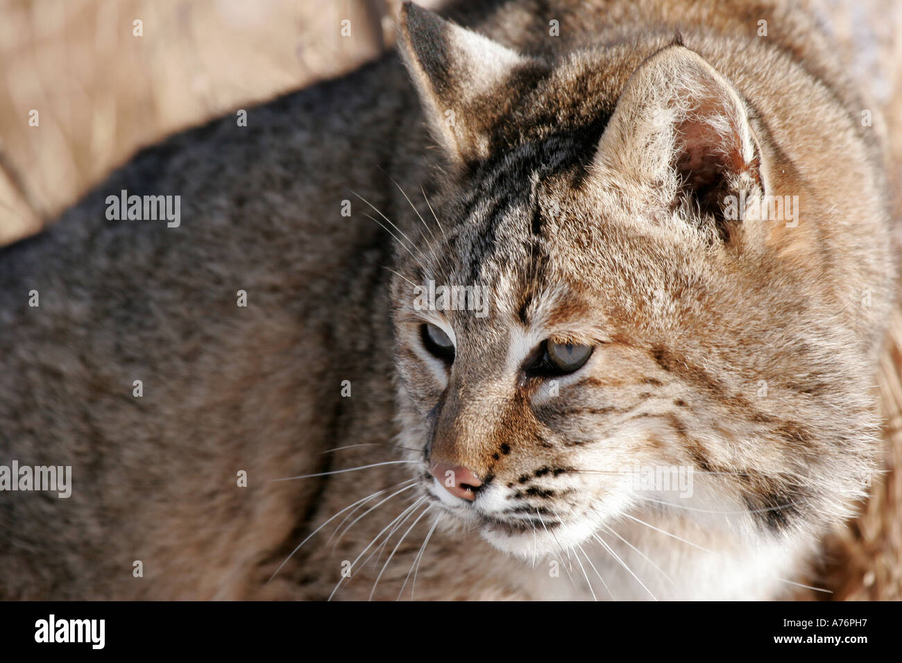 North American Bobcat Stock Photo - Alamy