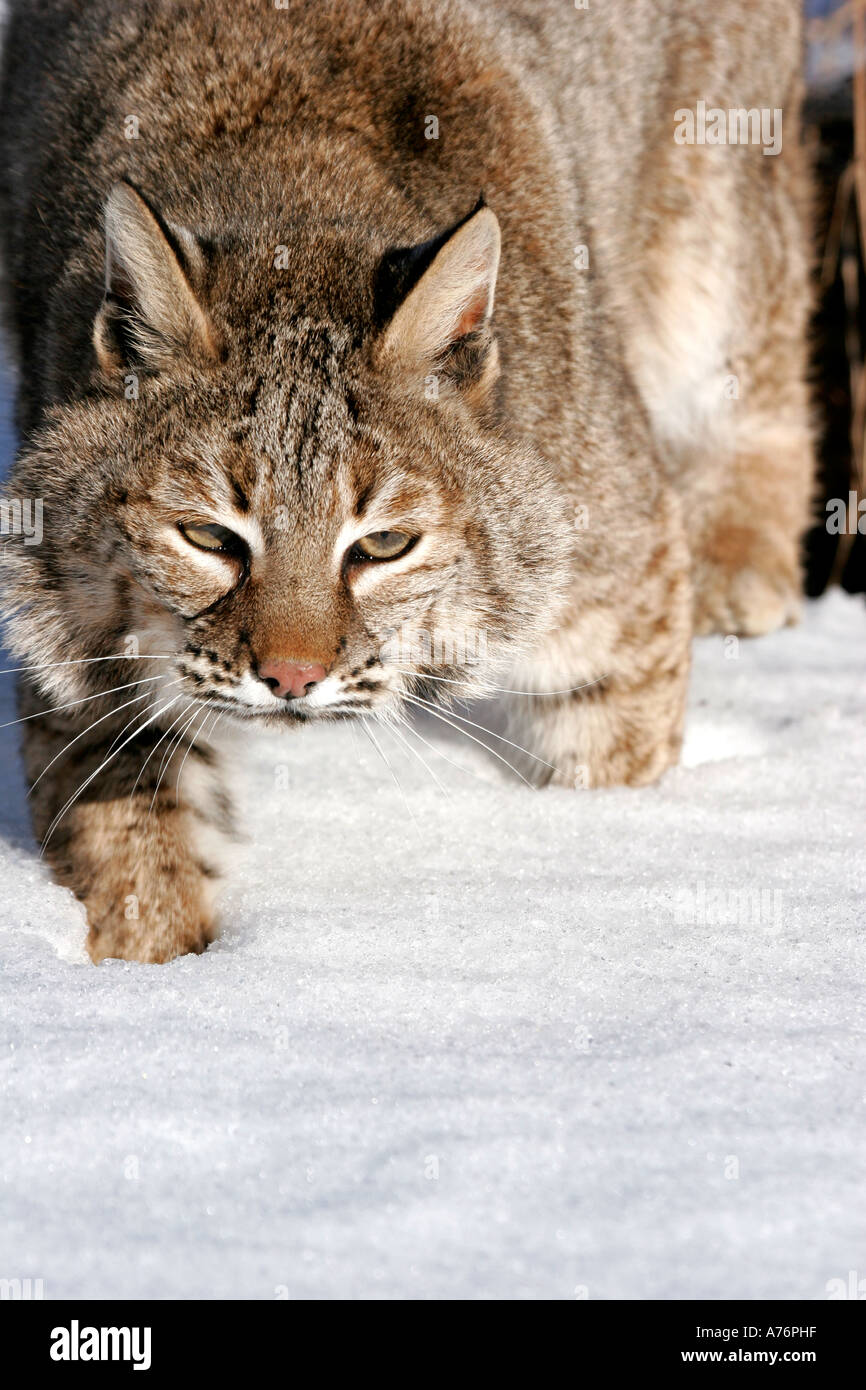 North American Bobcat prowling in the snow Stock Photo - Alamy