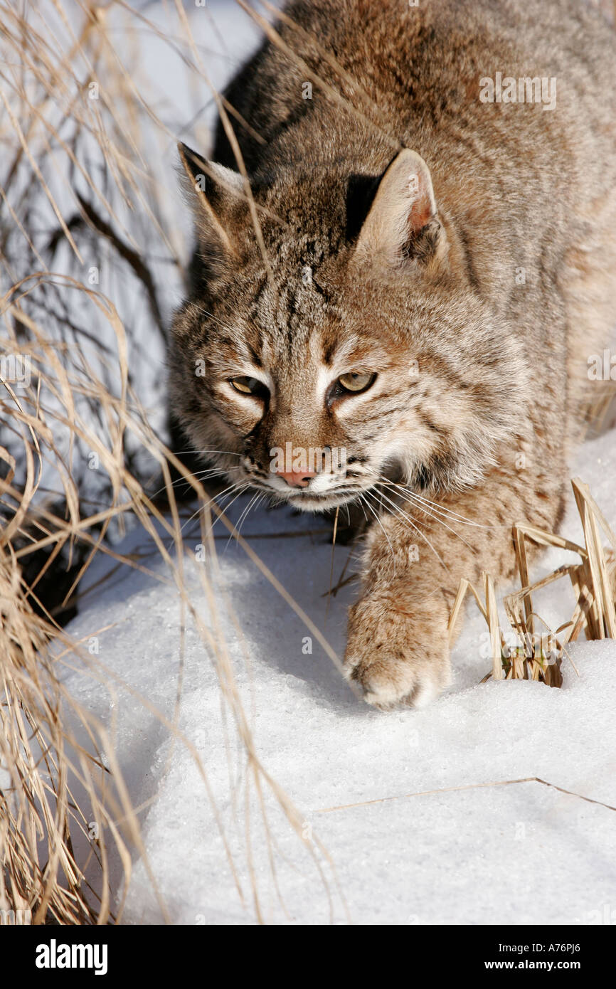 North American Bobcat hunting in the snow Stock Photo - Alamy