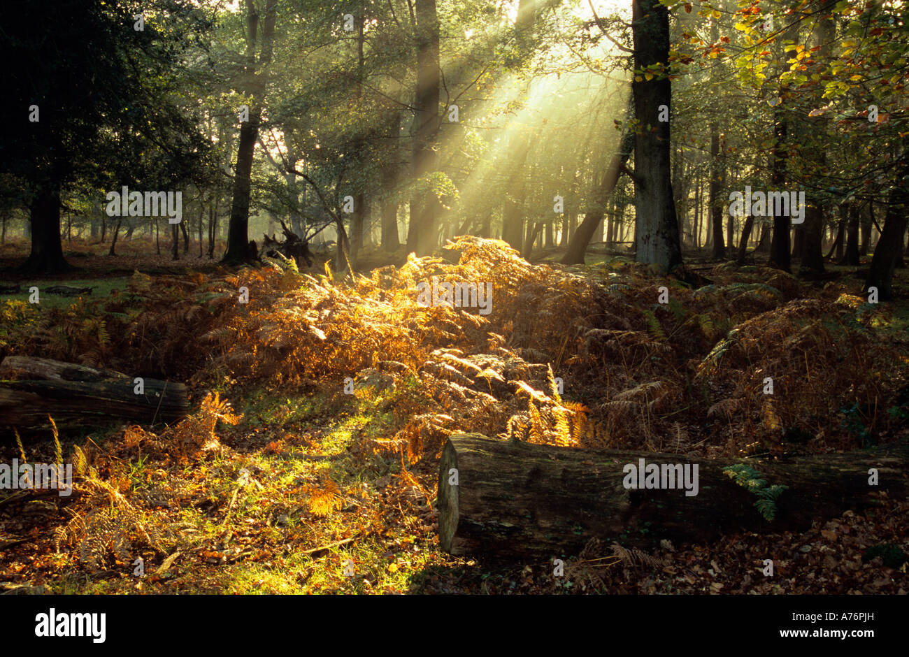 A Shaft of Light The New Forest Hampshire England UK Stock Photo - Alamy