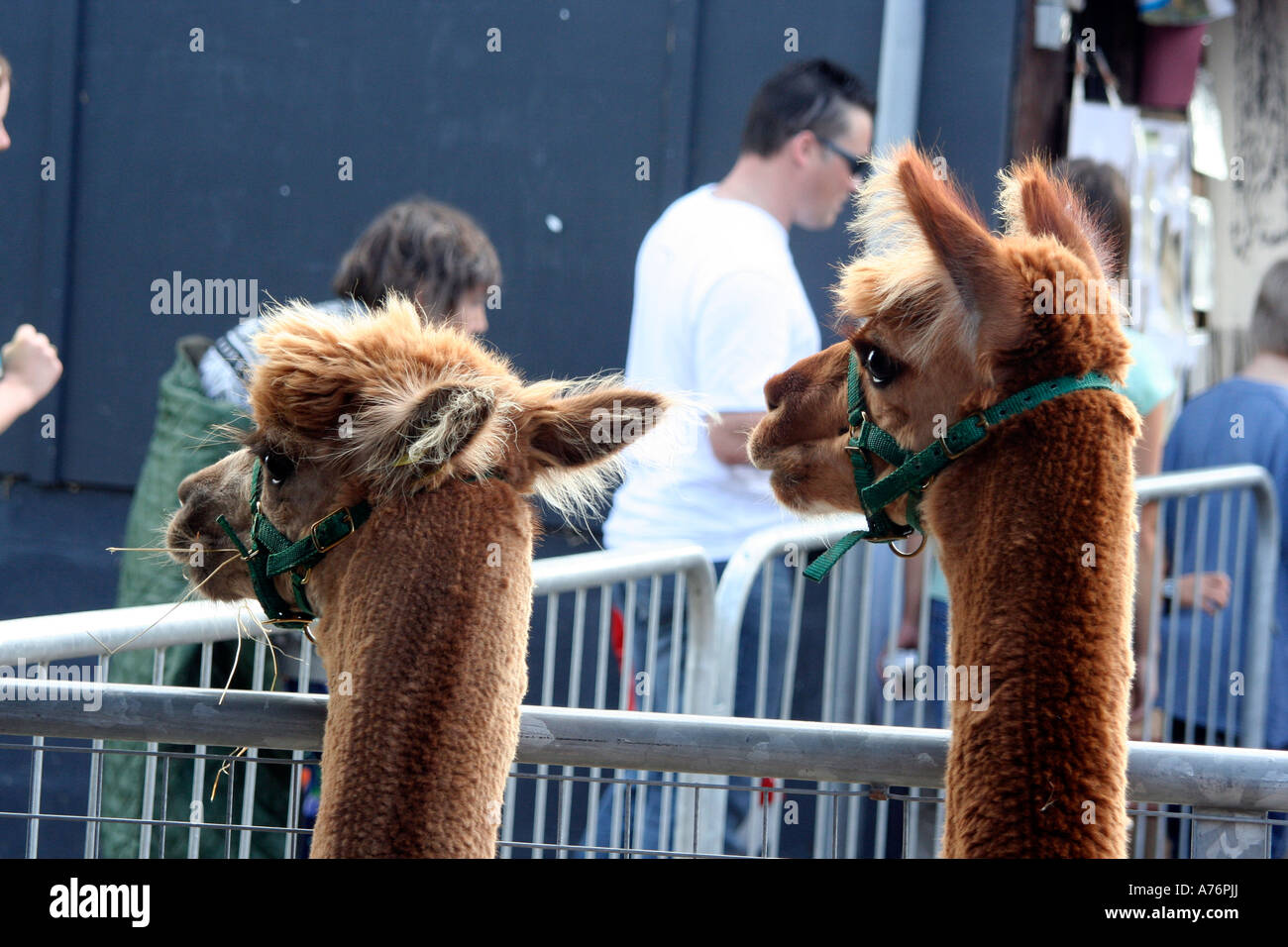 Lama being shown at the rhs autumn flower show malvern worcestershire ...