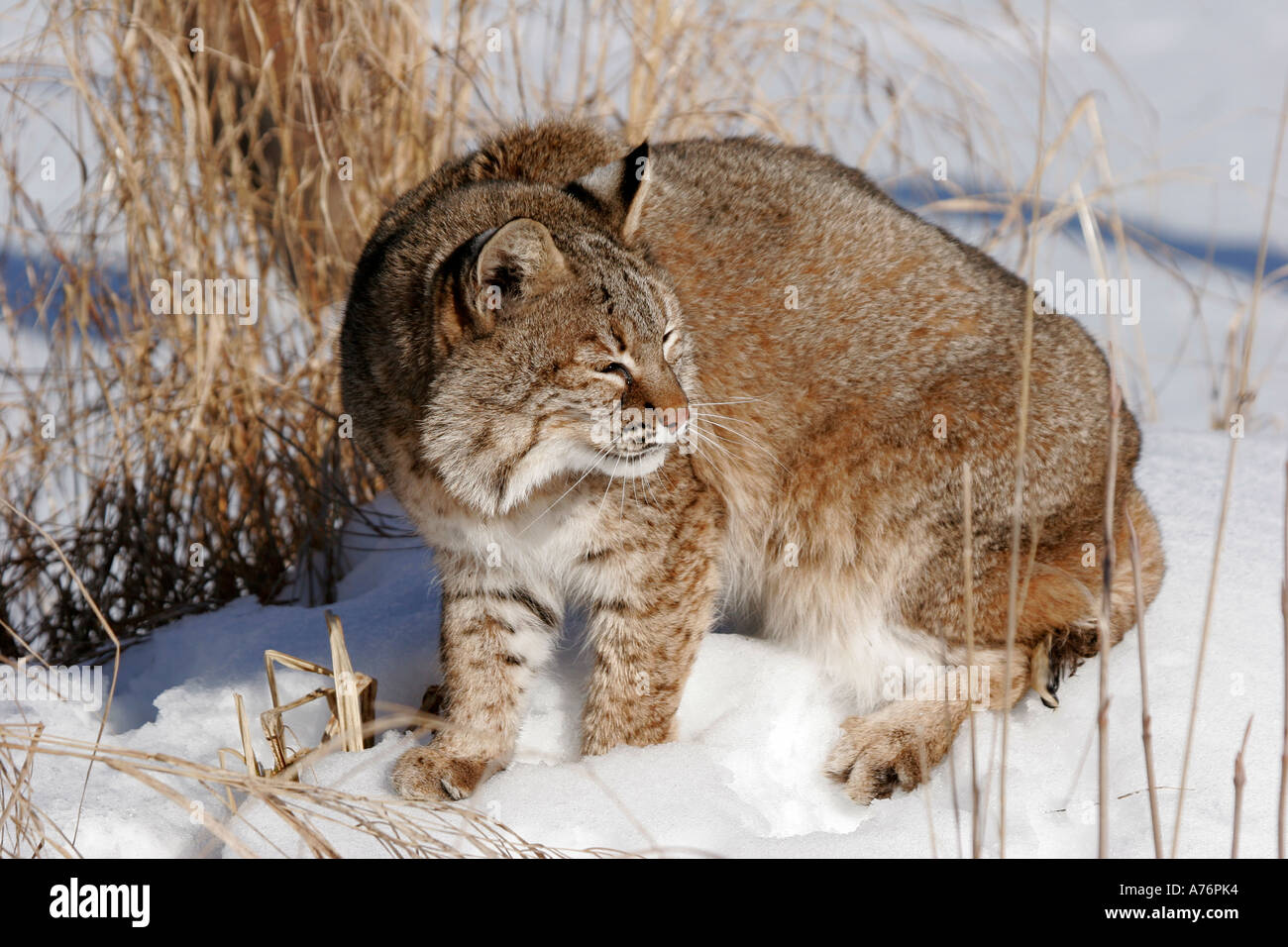 North American Bobcat surrounded by grasses Stock Photo - Alamy