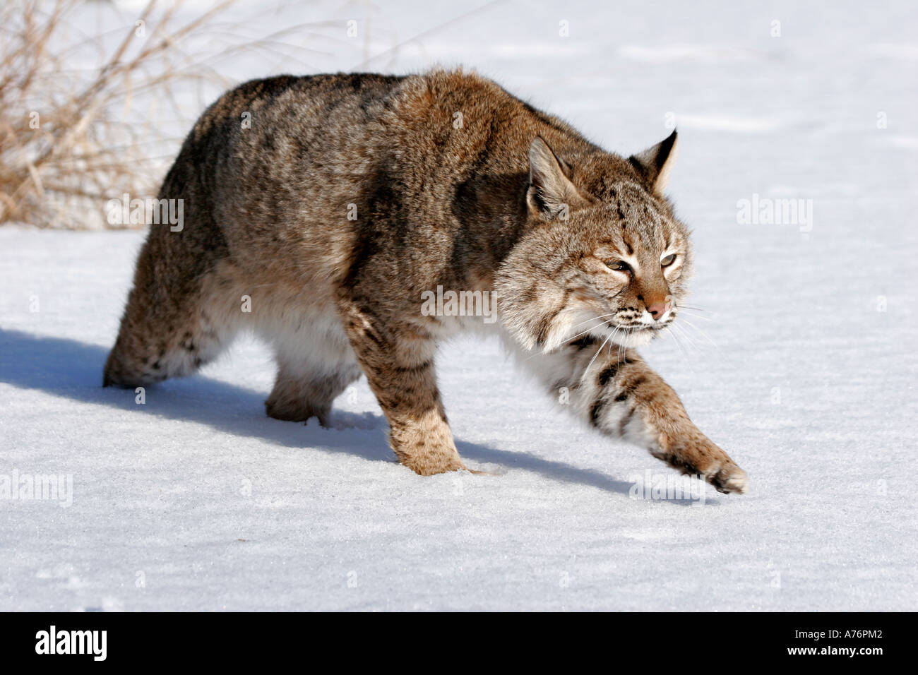 American bobcat winter hunting hi-res stock photography and images - Alamy