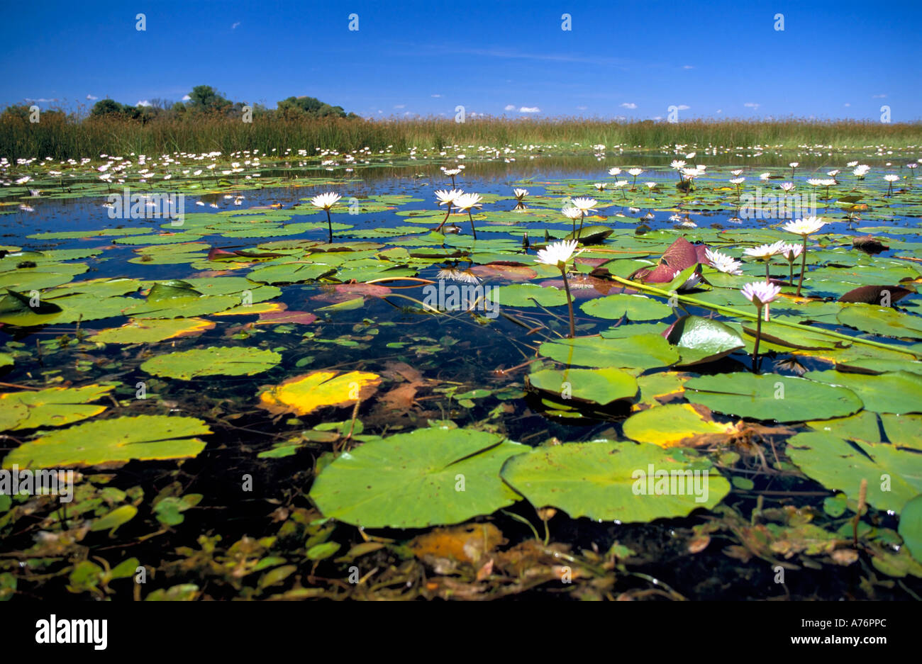 Okavango inland delta hi-res stock photography and images - Alamy
