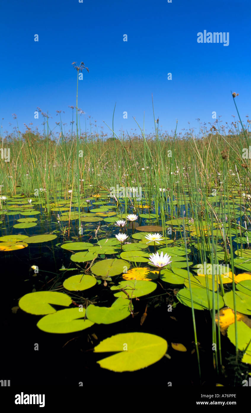 A typical scene of lilies on the Okavango Delta - the world's largest ...