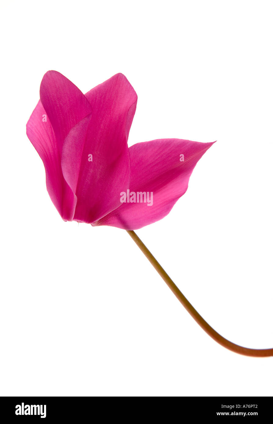 Reflexed petals Cut Out Stock Images & Pictures - Alamy