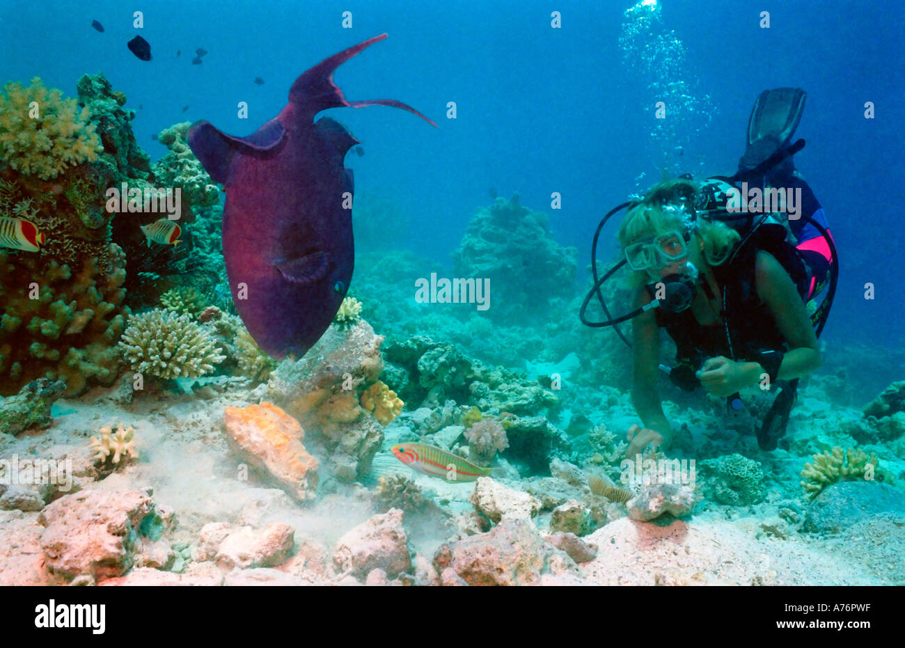 Triggerfish exotic and tropical fish species hi-res stock photography ...