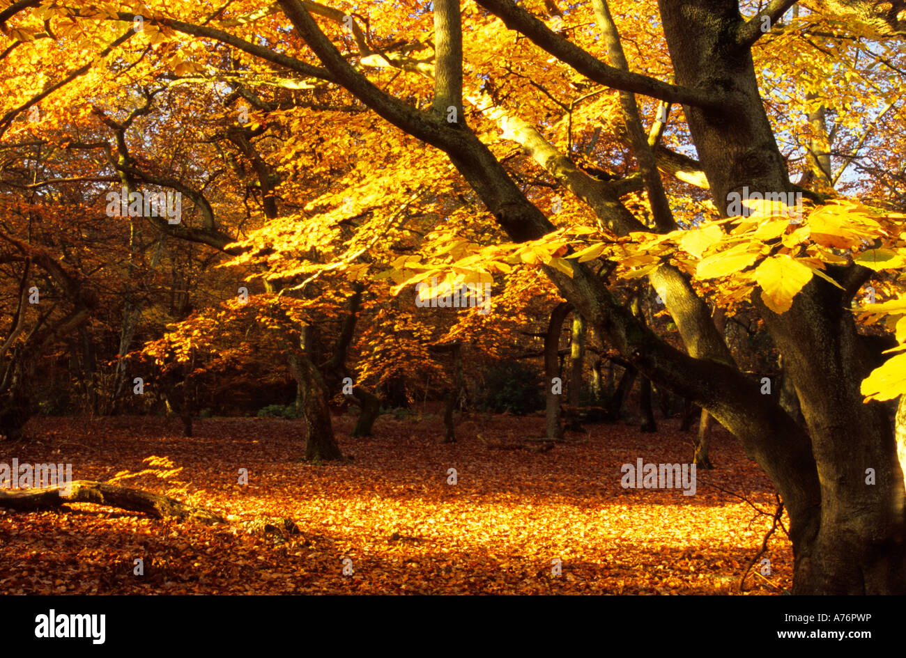 Burnham Beeches in the Autumn Stock Photo - Alamy