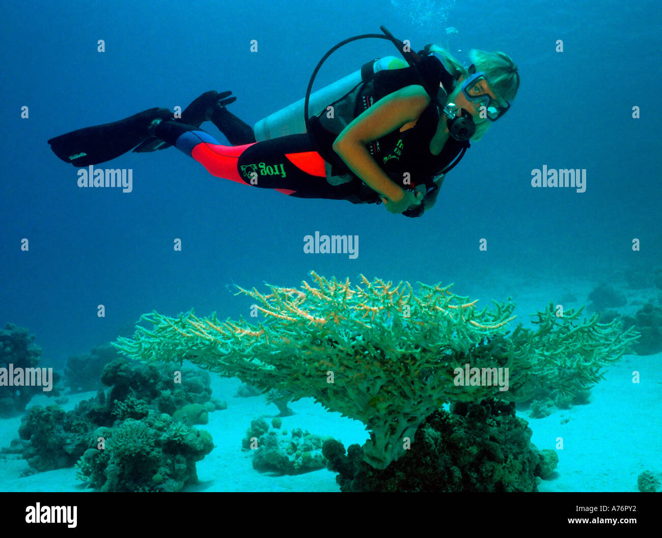 Table coral large underwater marine hi-res stock photography and images ...