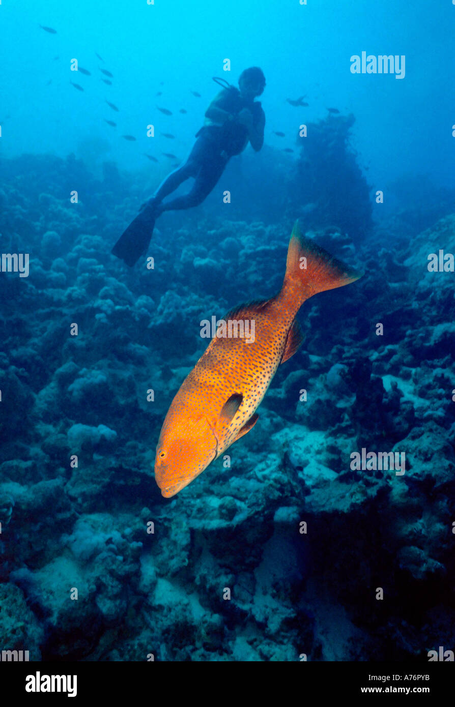 Scuba diver looking at grouper fish hi-res stock photography and images ...