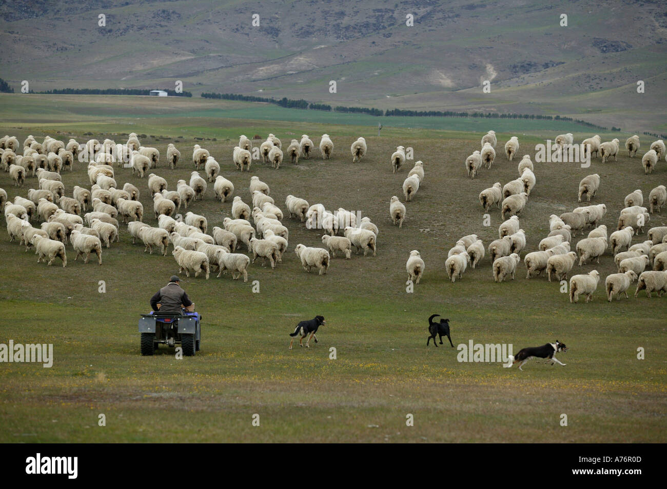 Dogs Mustering Sheep New Zealand Picture by Barry Bland 23 4 4 Stock ...