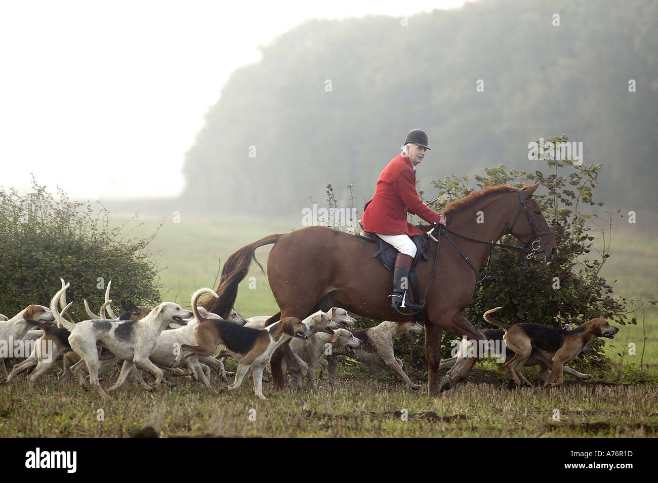 fox hunting lincolnshire Stock Photo - Alamy