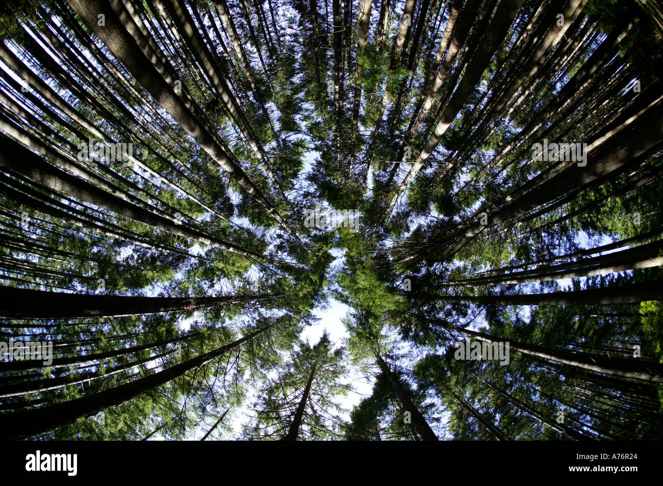 New Zealand Forestry Industry Harvesting of Douglas Fir Trees Dunedin ...