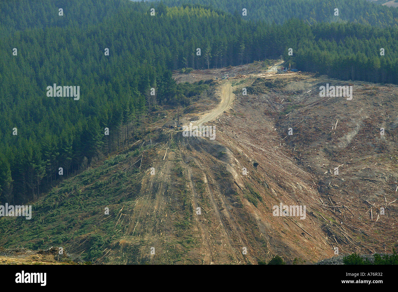New Zealand Forestry Industry Harvesting of Douglas Fir Trees Dunedin ...