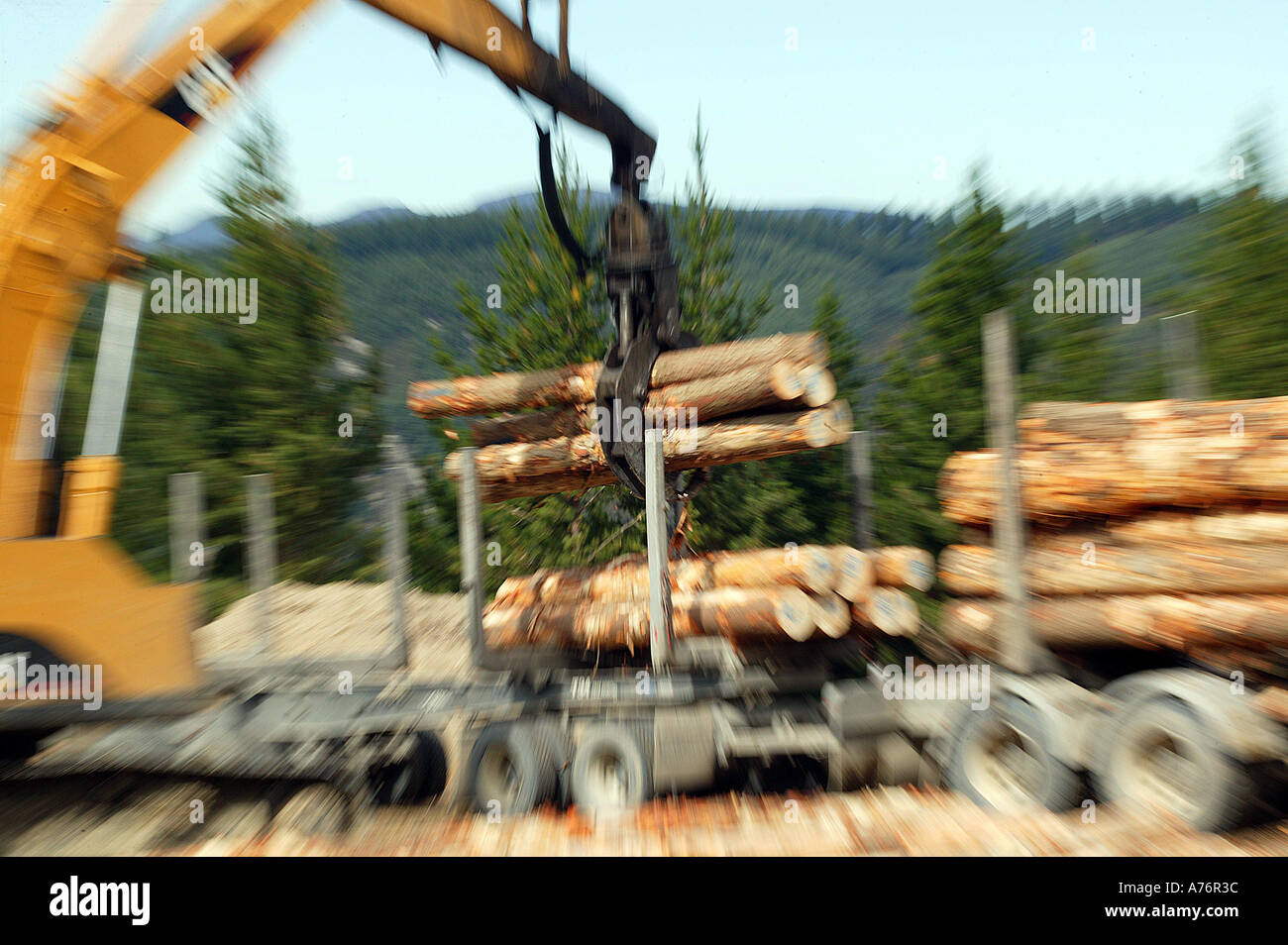 New Zealand Forestry Industry Harvesting of Douglas Fir Trees Dunedin ...