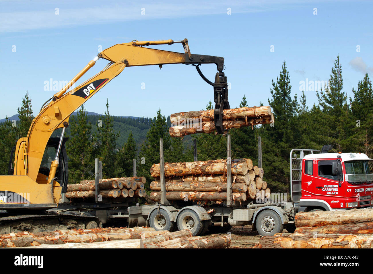 New Zealand Forestry Industry Harvesting of Douglas Fir Trees Dunedin ...
