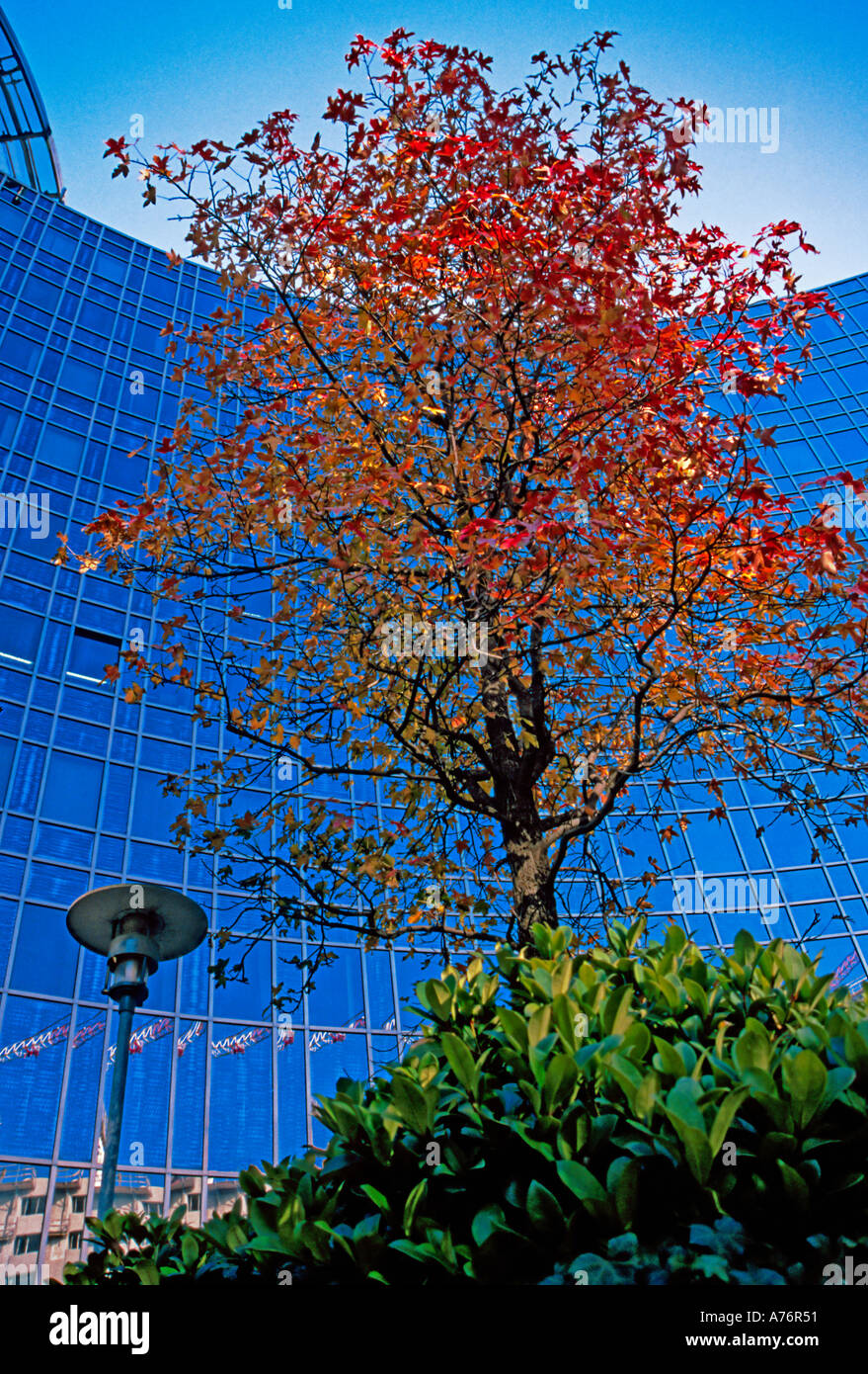 Tree in fall season against office building in the background Stock ...