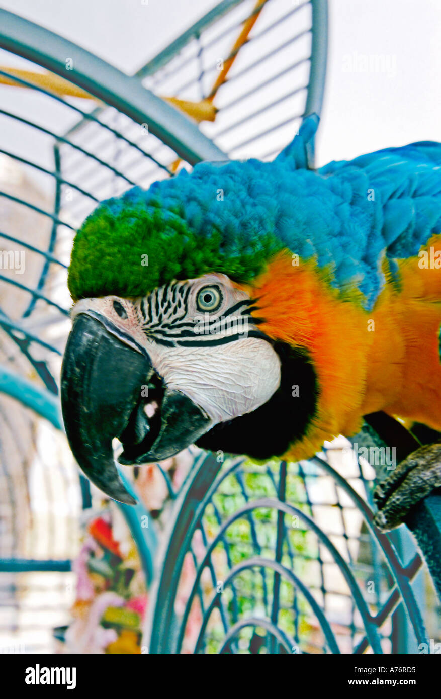 Macaw looking at camera Stock Photo - Alamy