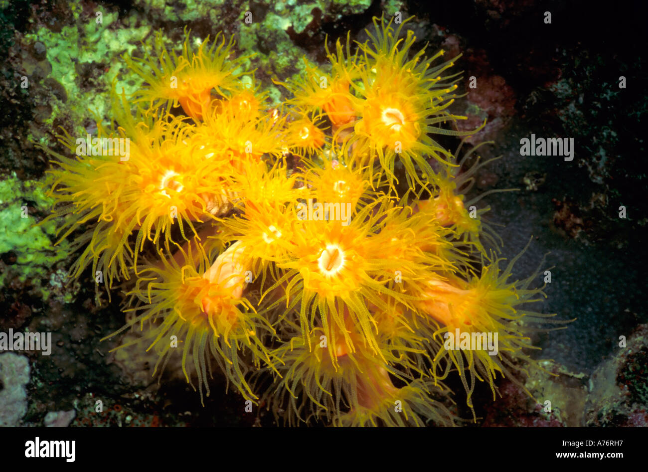 Polyps plankton tentacles hi-res stock photography and images - Alamy