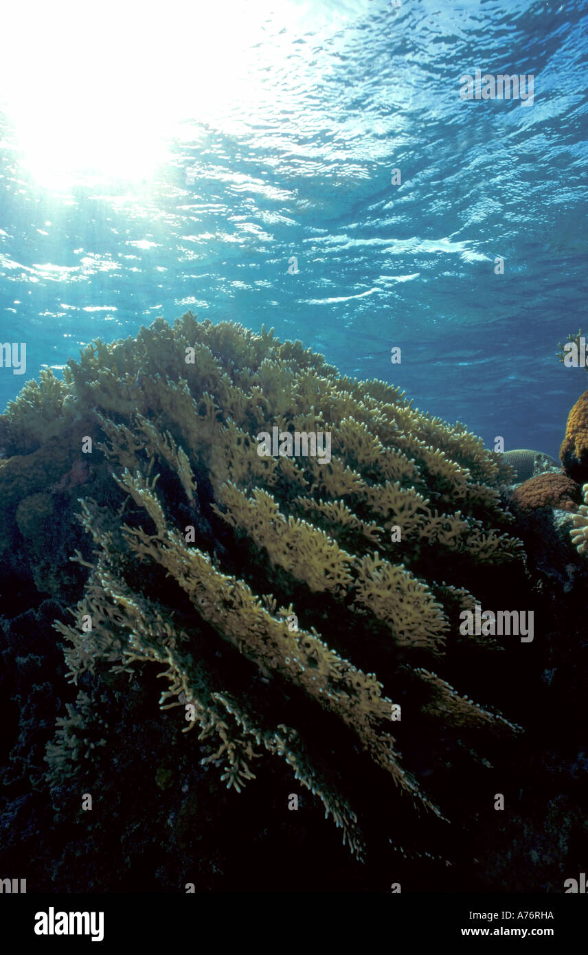 Fire coral sting hi-res stock photography and images - Alamy