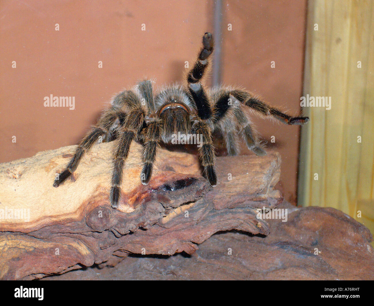 chilean rose tarantula in tank Stock Photo - Alamy