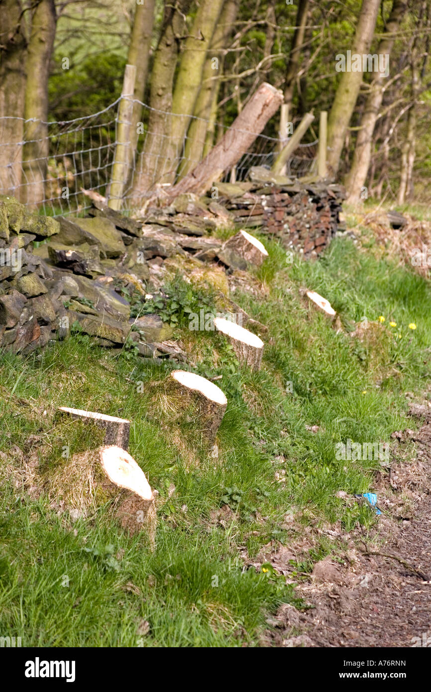 Trees cut down at the side of a road in rural west Yorkshire Pennines ...