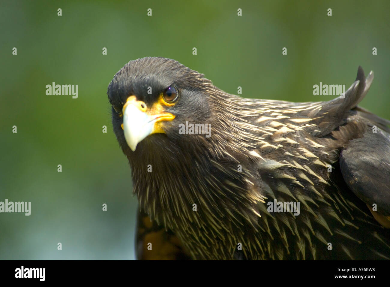 Eagle species profile hi-res stock photography and images - Alamy
