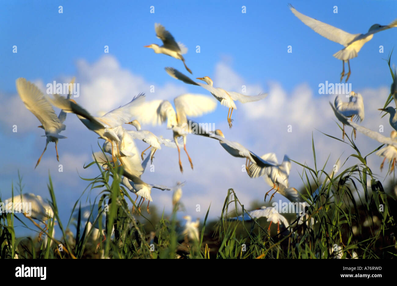 A flock of Cattle Egrets (Bubulcus ibis) startled and taking off from a ...