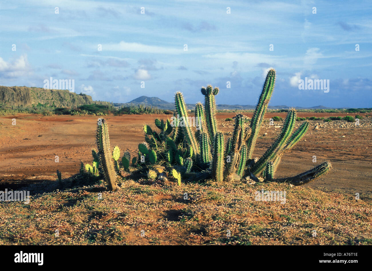 Cactus in clusters taken on the northern coastal areas of the island of ...
