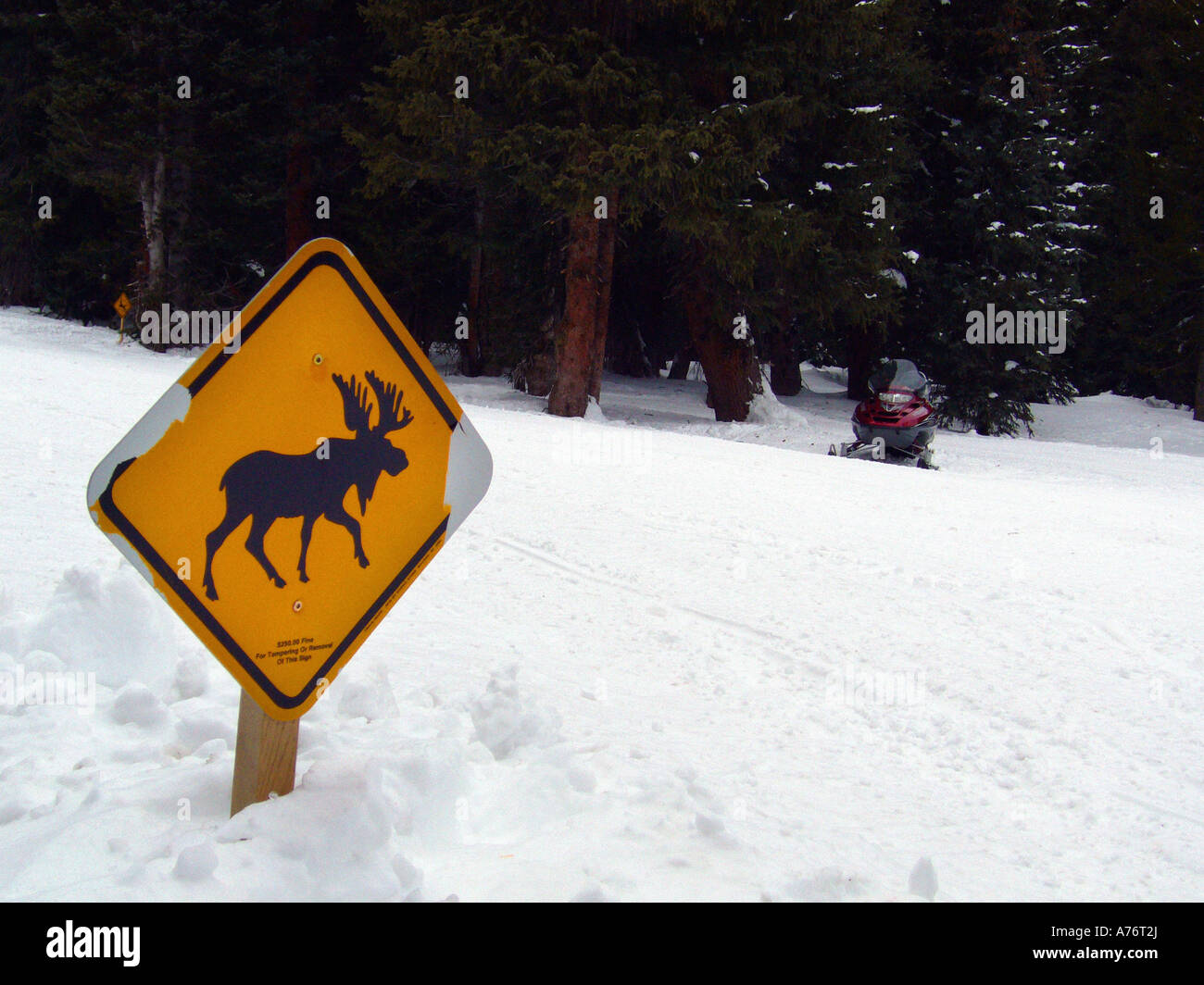 Yellow reindeer warning sign in the deep snow (pine trees in the ...