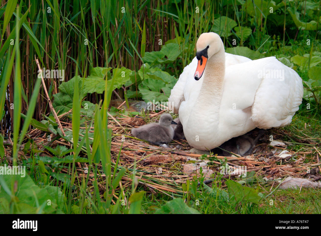 Taking care of swan hi-res stock photography and images - Alamy