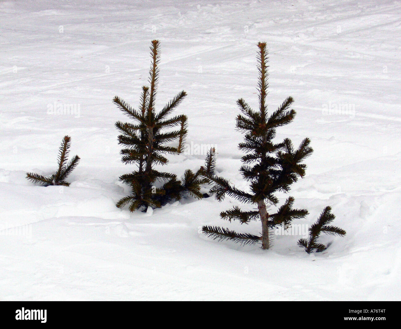 Snow smothered trees hi-res stock photography and images - Alamy