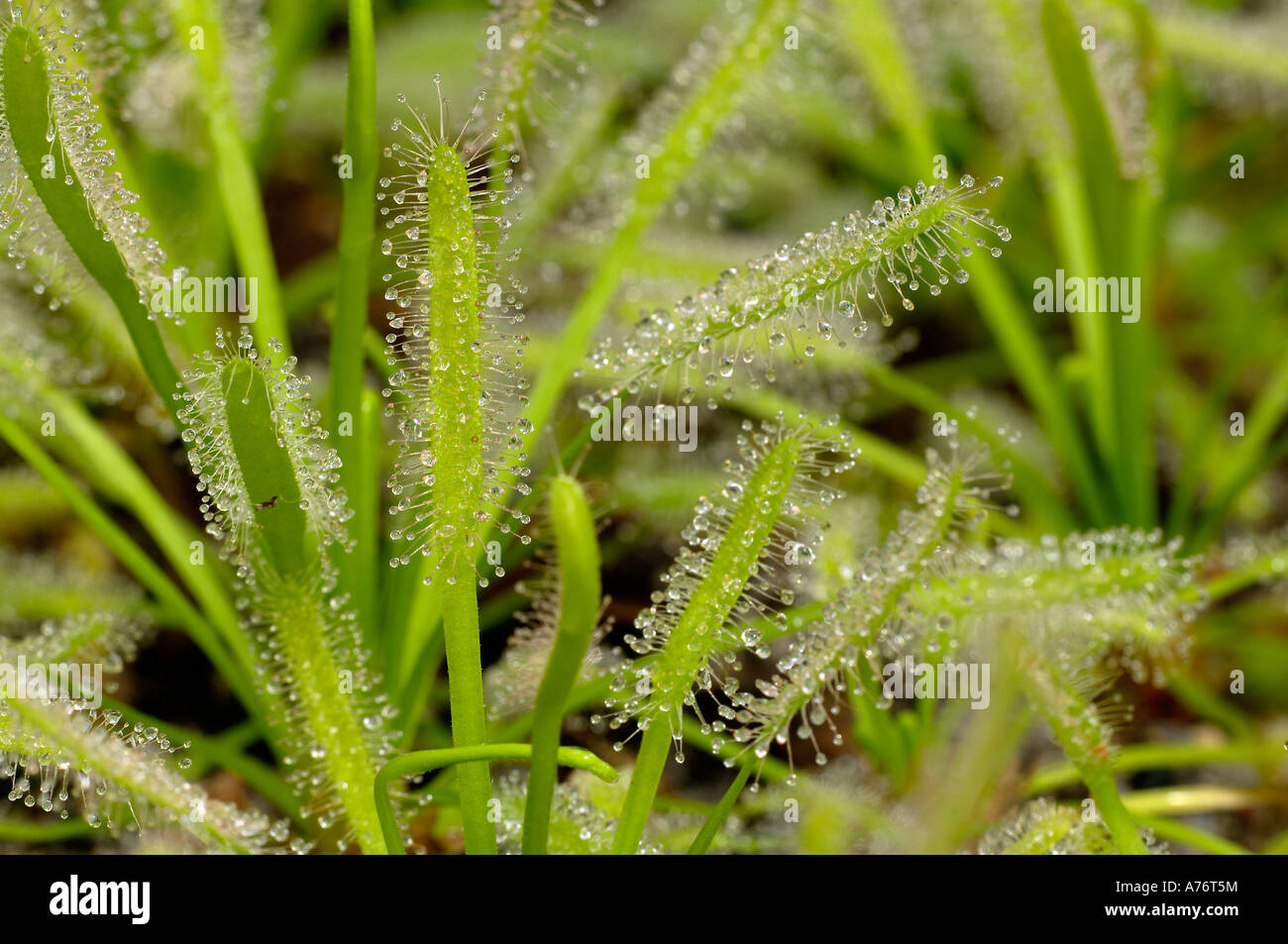 Sundew, Drosera capensis Stock Photo - Alamy