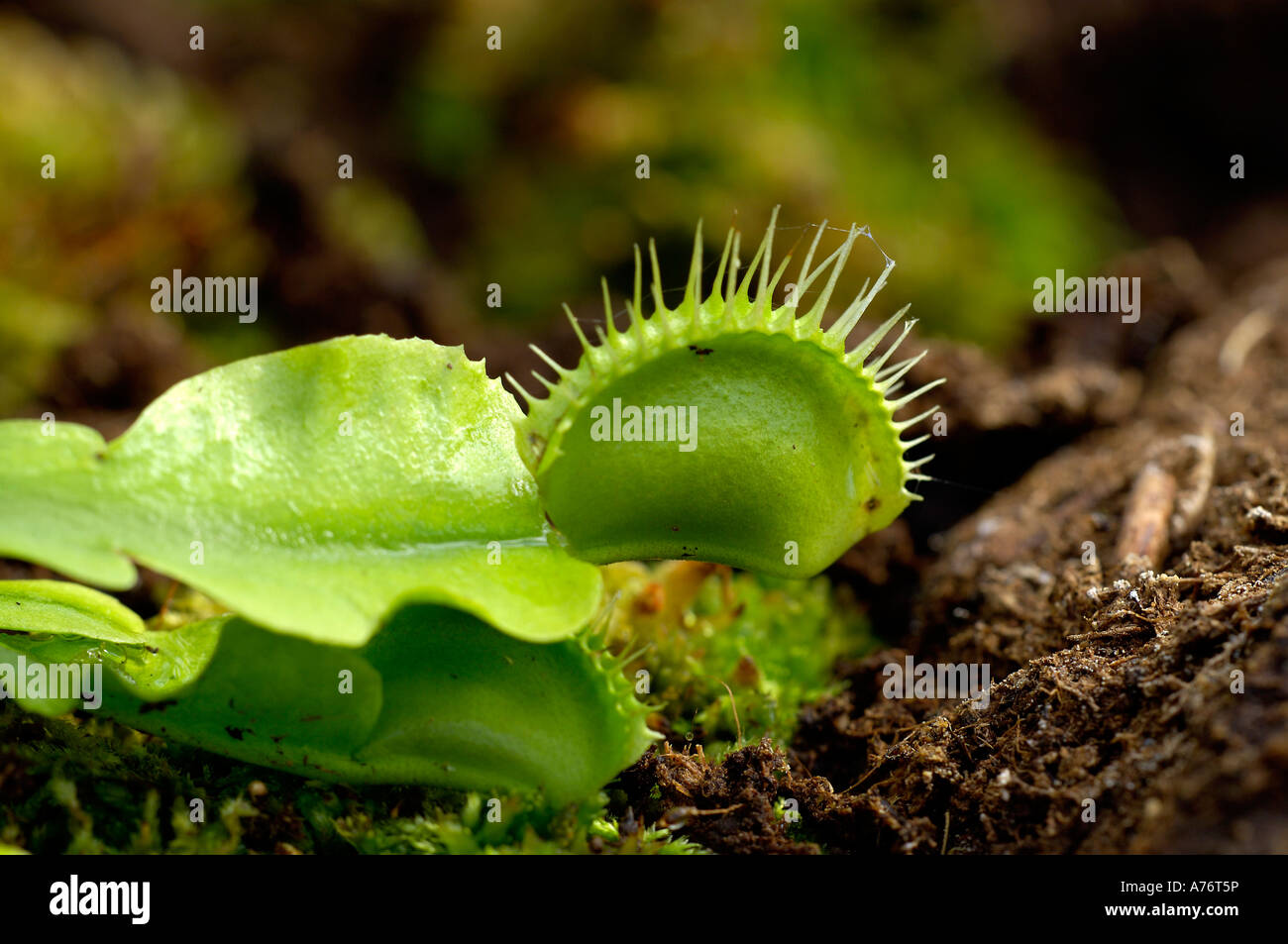Dionaea hi-res stock photography and images - Alamy
