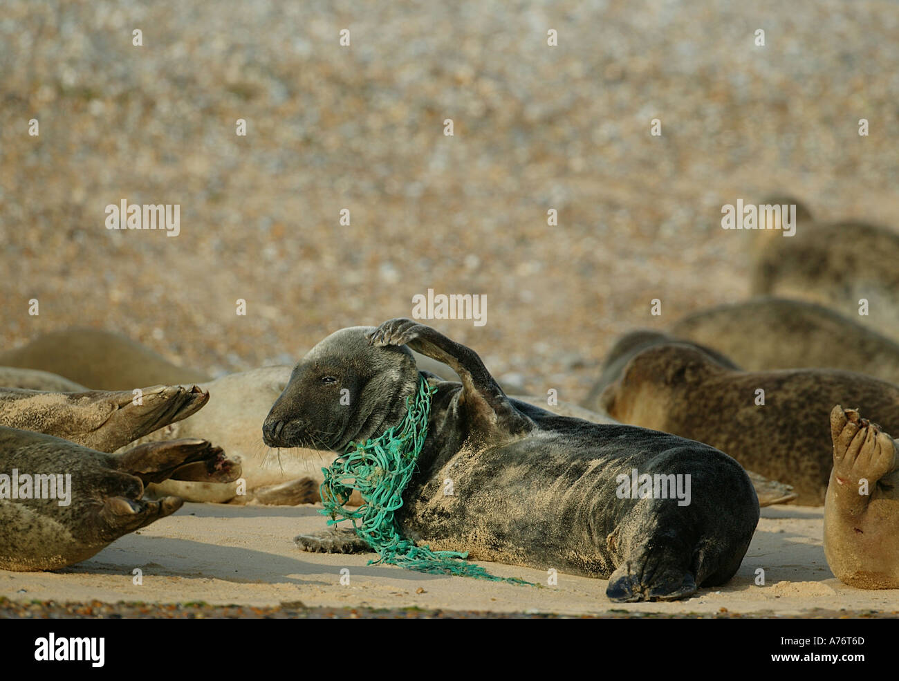 Seal caught netting or plastic water hi-res stock photography and ...