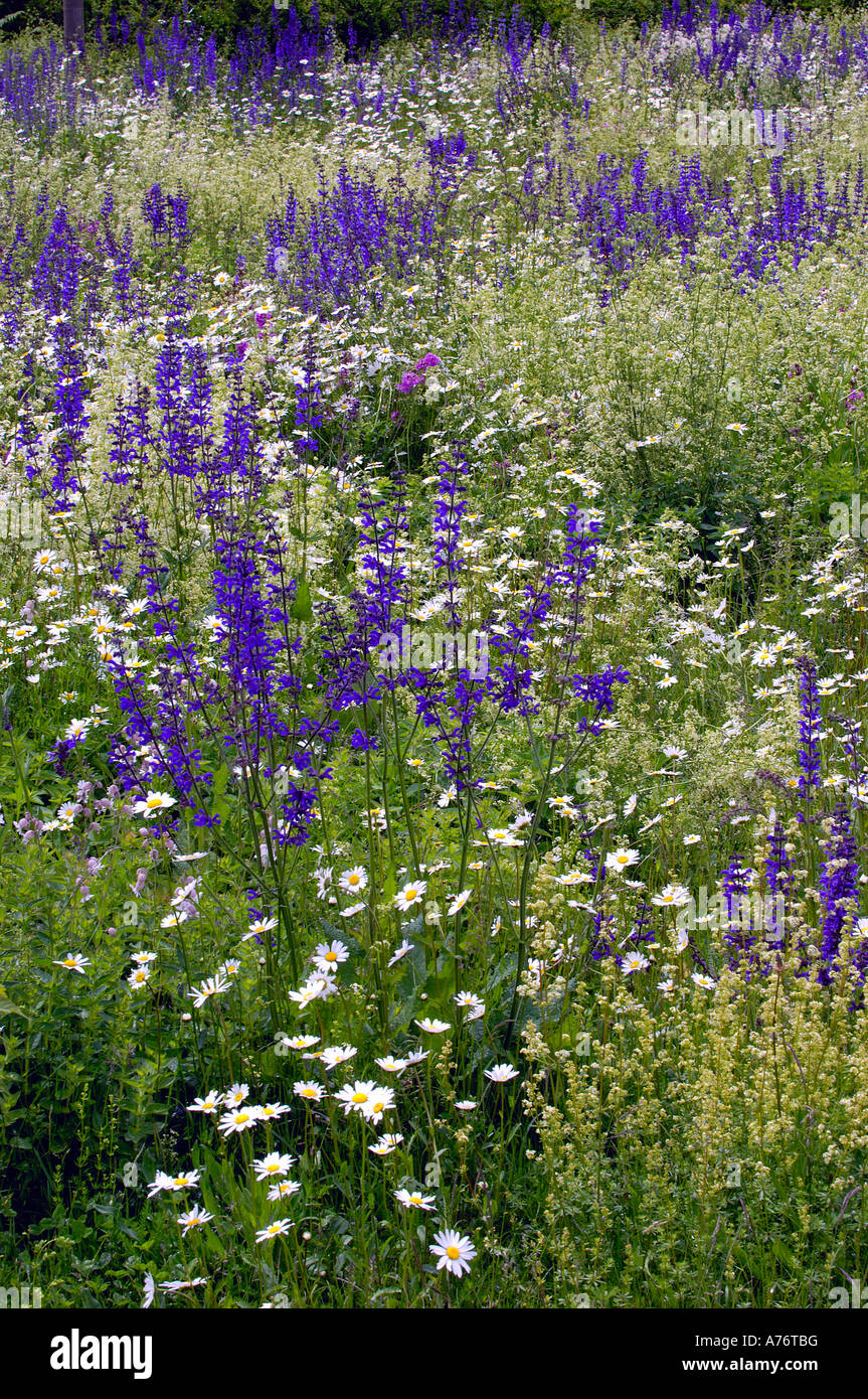 Meadow of flowers Stock Photo - Alamy