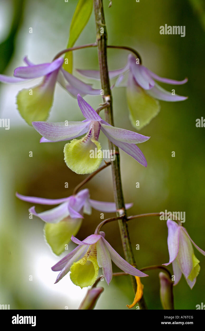Orchid, Dendrobium anosmum Stock Photo - Alamy