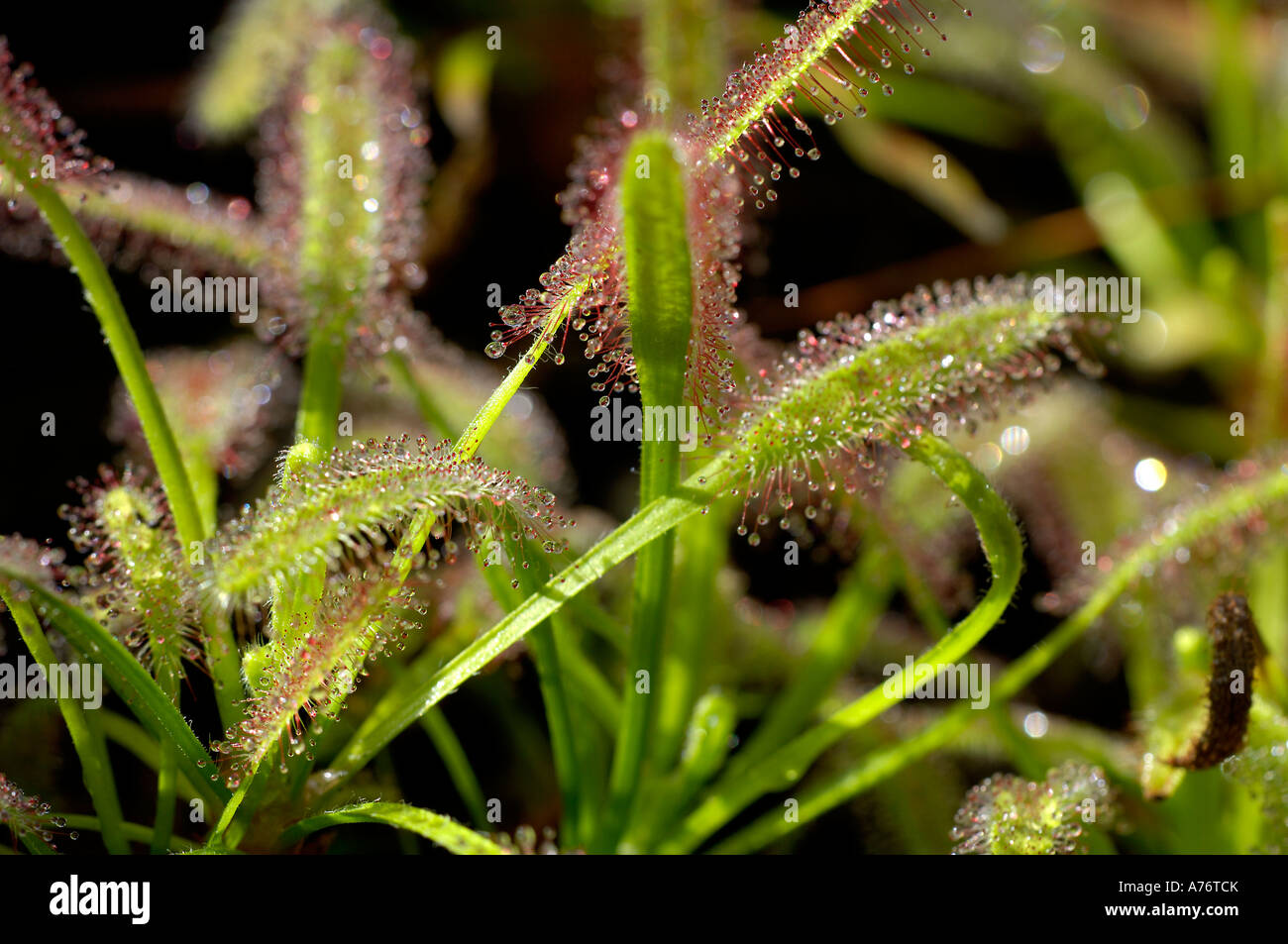 Drosera capensis hi-res stock photography and images - Alamy
