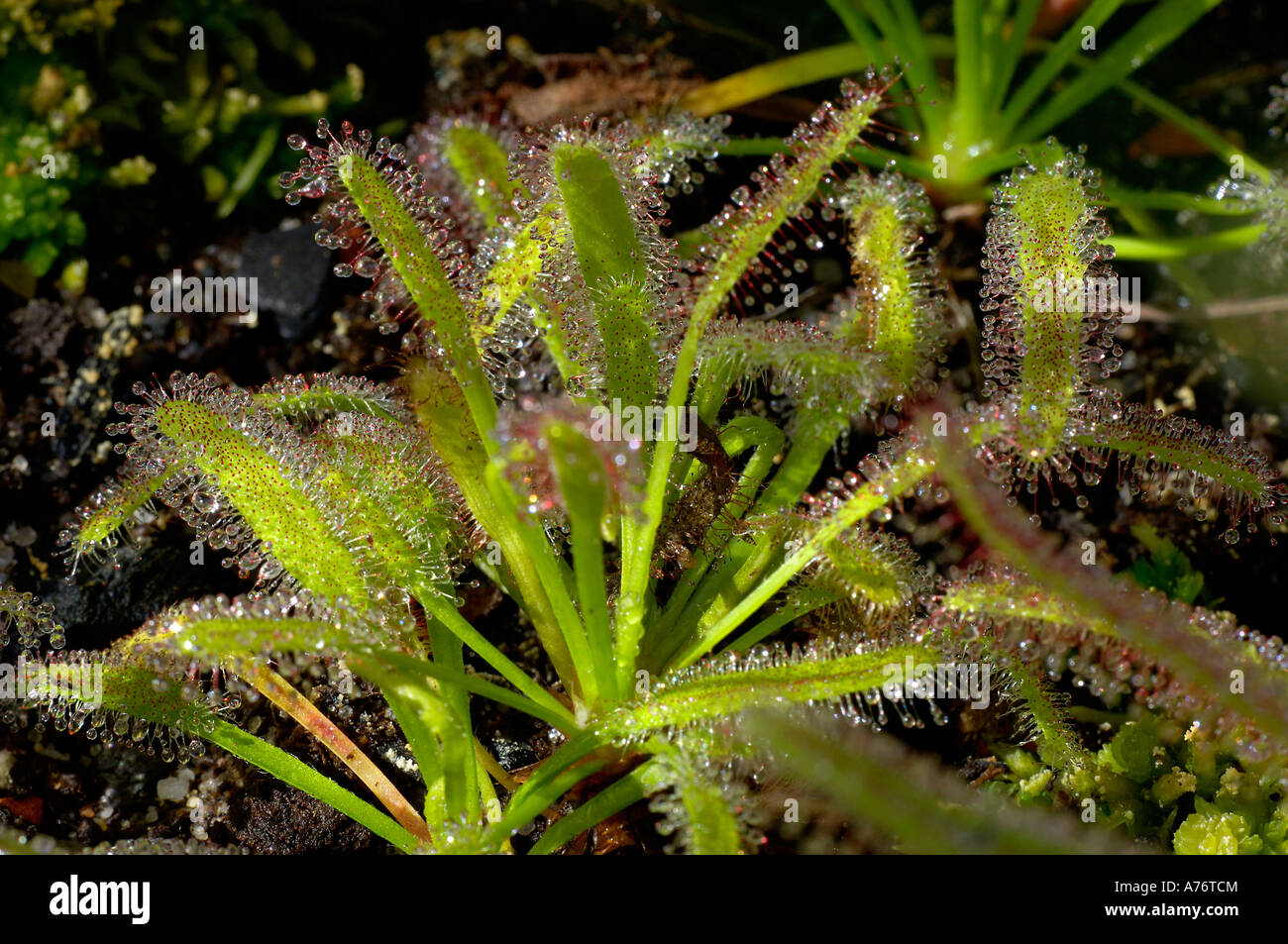 Sundew, Drosera capensis Stock Photo - Alamy