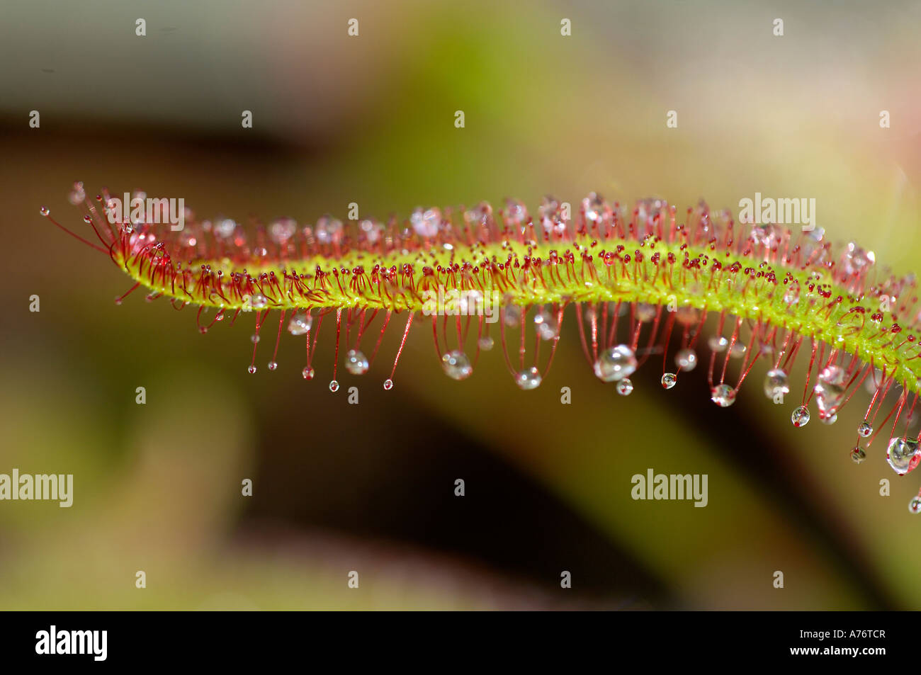 Sundew, Drosera capensis Stock Photo - Alamy