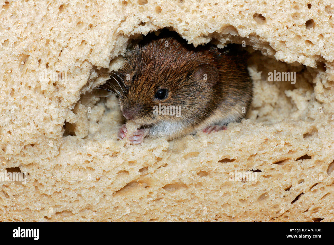 Mouse sitting in a bread Stock Photo - Alamy