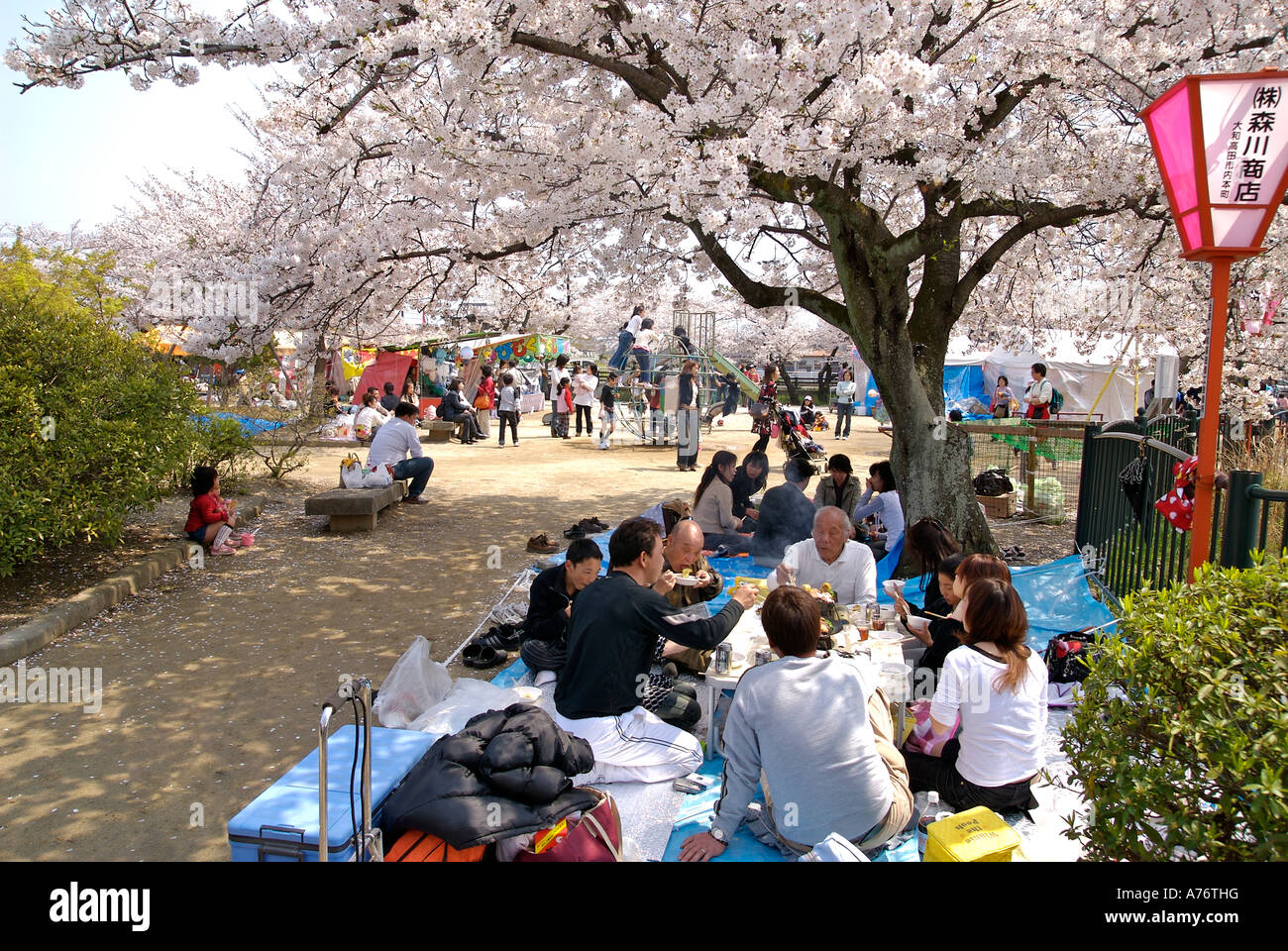 Family and friends seated under a sakura cherry blossom tree having a ...
