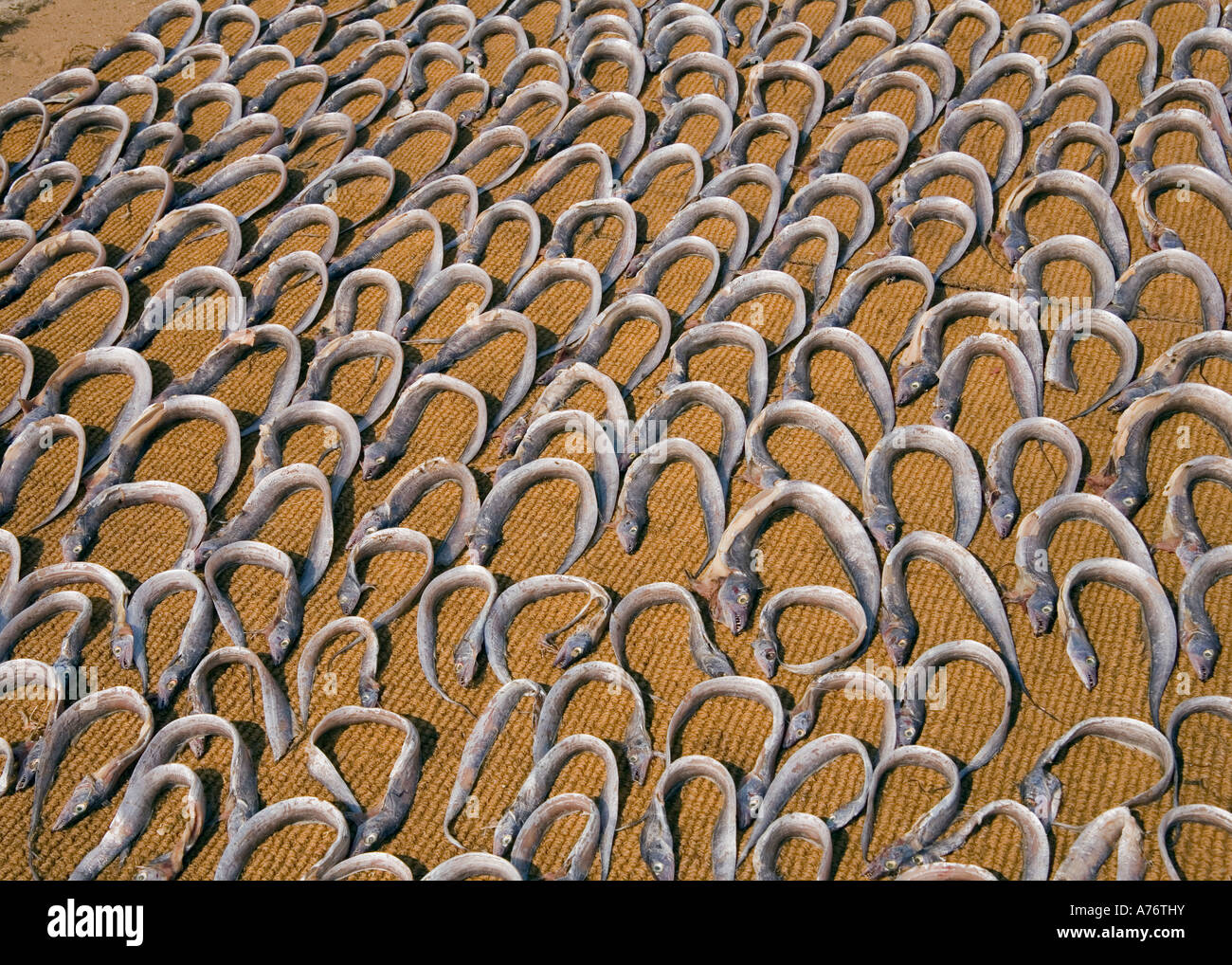 India tamil nadu chennai fish hi-res stock photography and images - Alamy