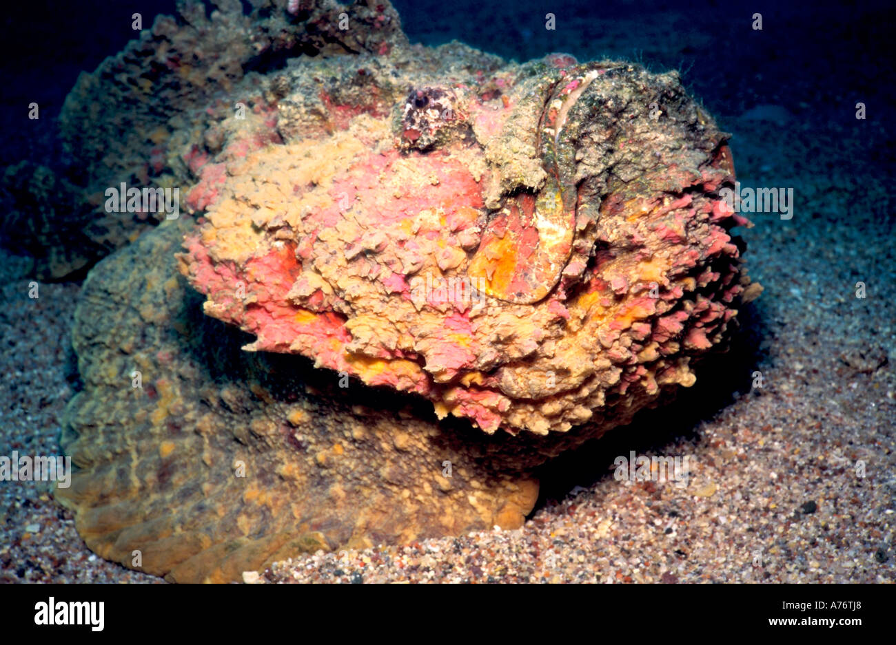 Close up of a Stonefish (Synanceia verrucosa Stock Photo - Alamy