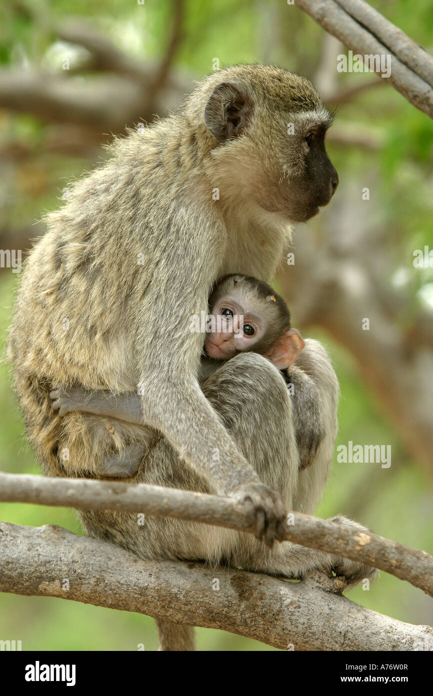 Vervet Monkey (cercopithecus aethiops) with young Stock Photo - Alamy