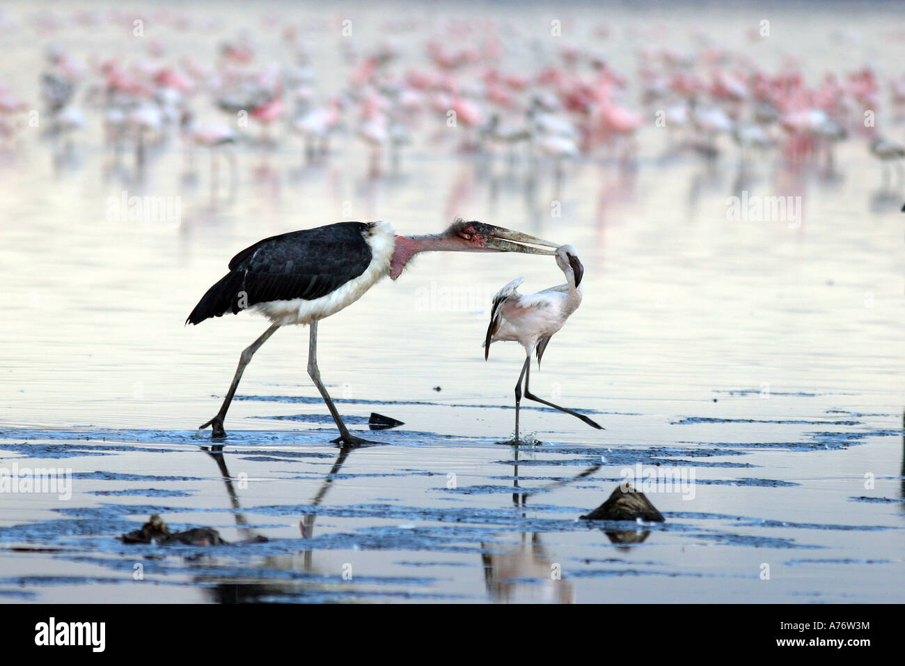 Young flamingo (Phoenicopteriformes, Phoenicopteridae) being chased by ...