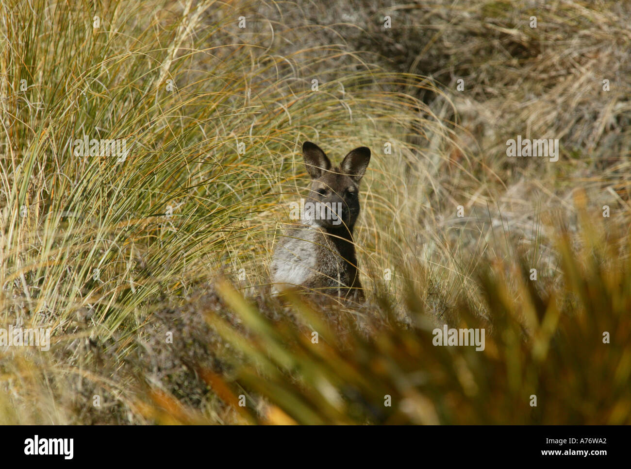 Wallaby Hunting Waimate New Zealand Stock Photo - Alamy