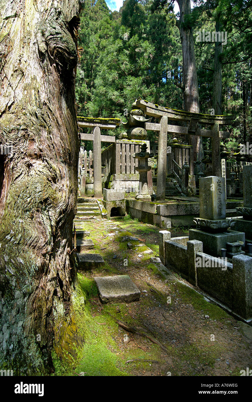 Tombs scattered amongst the trees in the forest of the Okunoin cemetery ...
